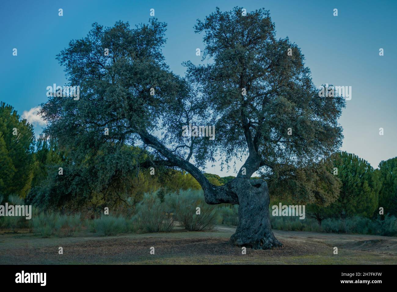 holm oak tree in an urban park Stock Photo - Alamy