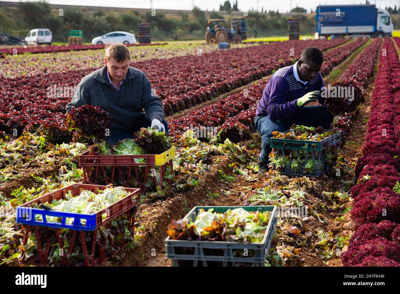 Two male gardeners picking harvest of red lettuce in garden Stock Photo ...