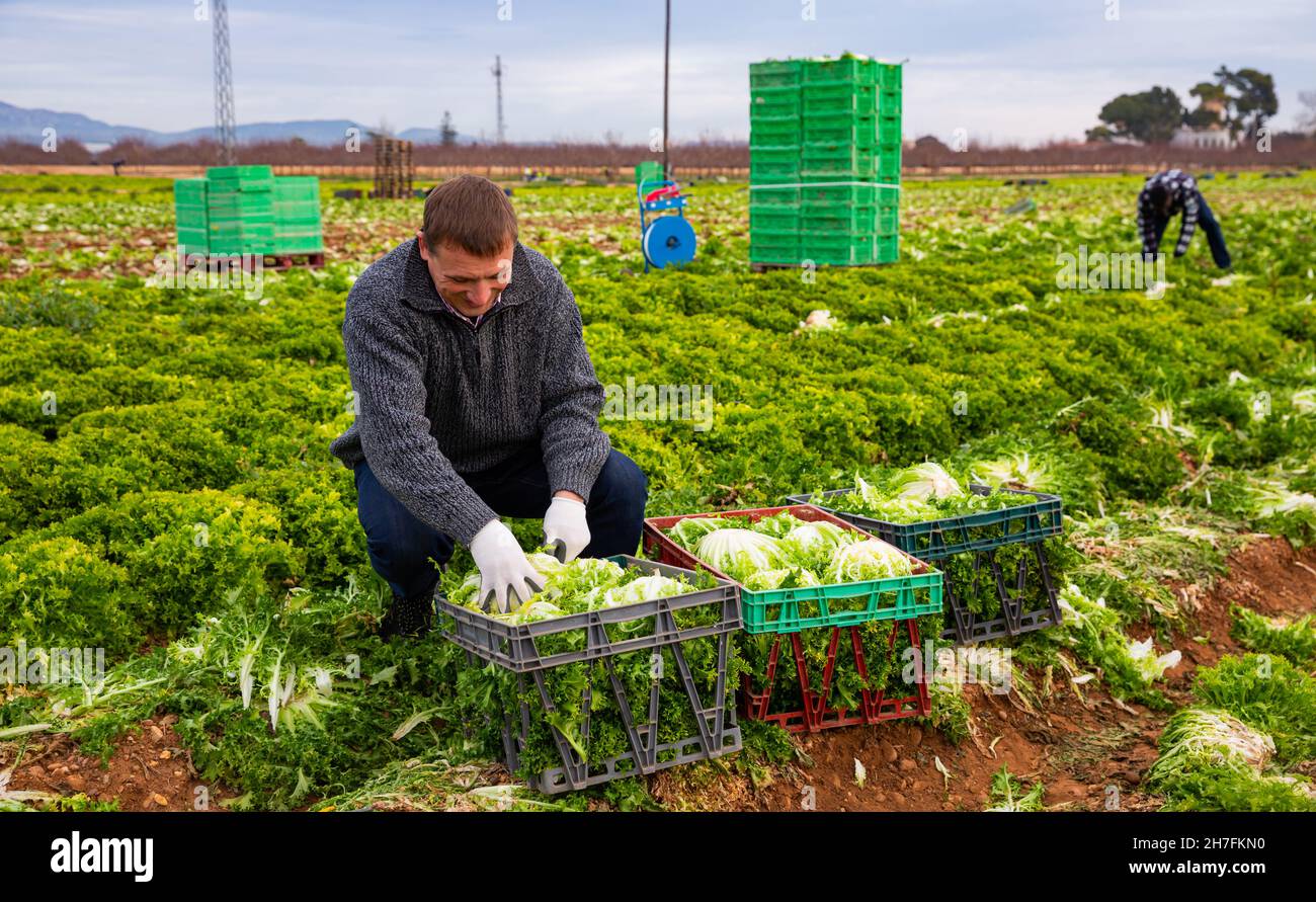 Worker harvests lettuce on peasant farm Stock Photo - Alamy