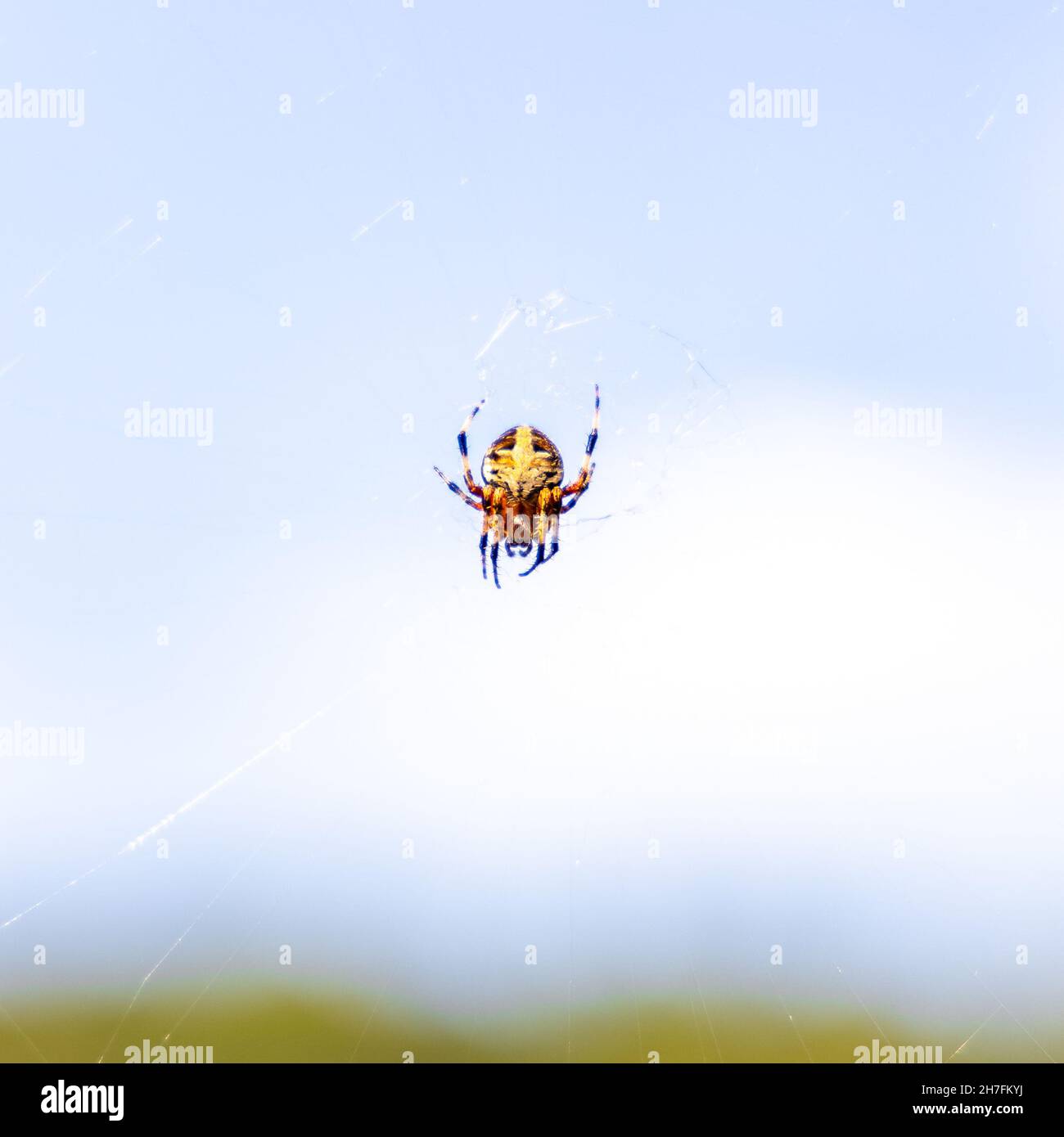 Common orb-weaving spider on its web on a blurred background Stock ...