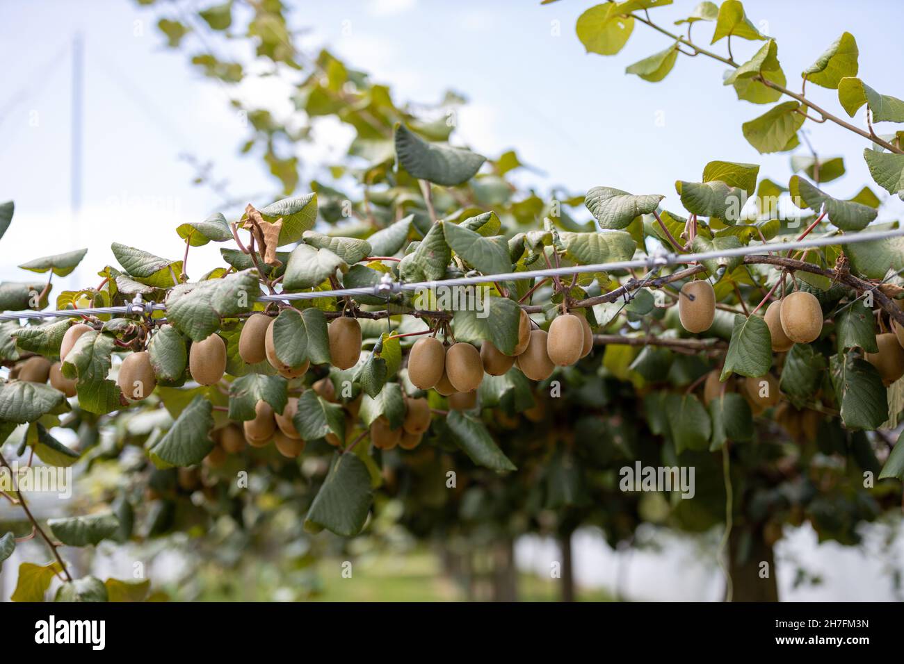 New zealand kiwi fruit tree hi-res stock photography and images - Alamy