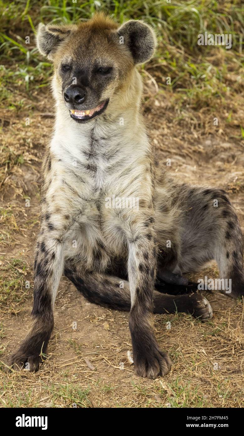 Vertical shot of a hyena sitting in wilderness Stock Photo - Alamy