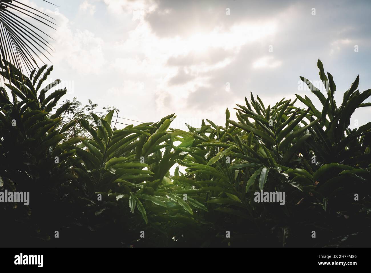 The ginger family zingiberaceae hi-res stock photography and images - Alamy