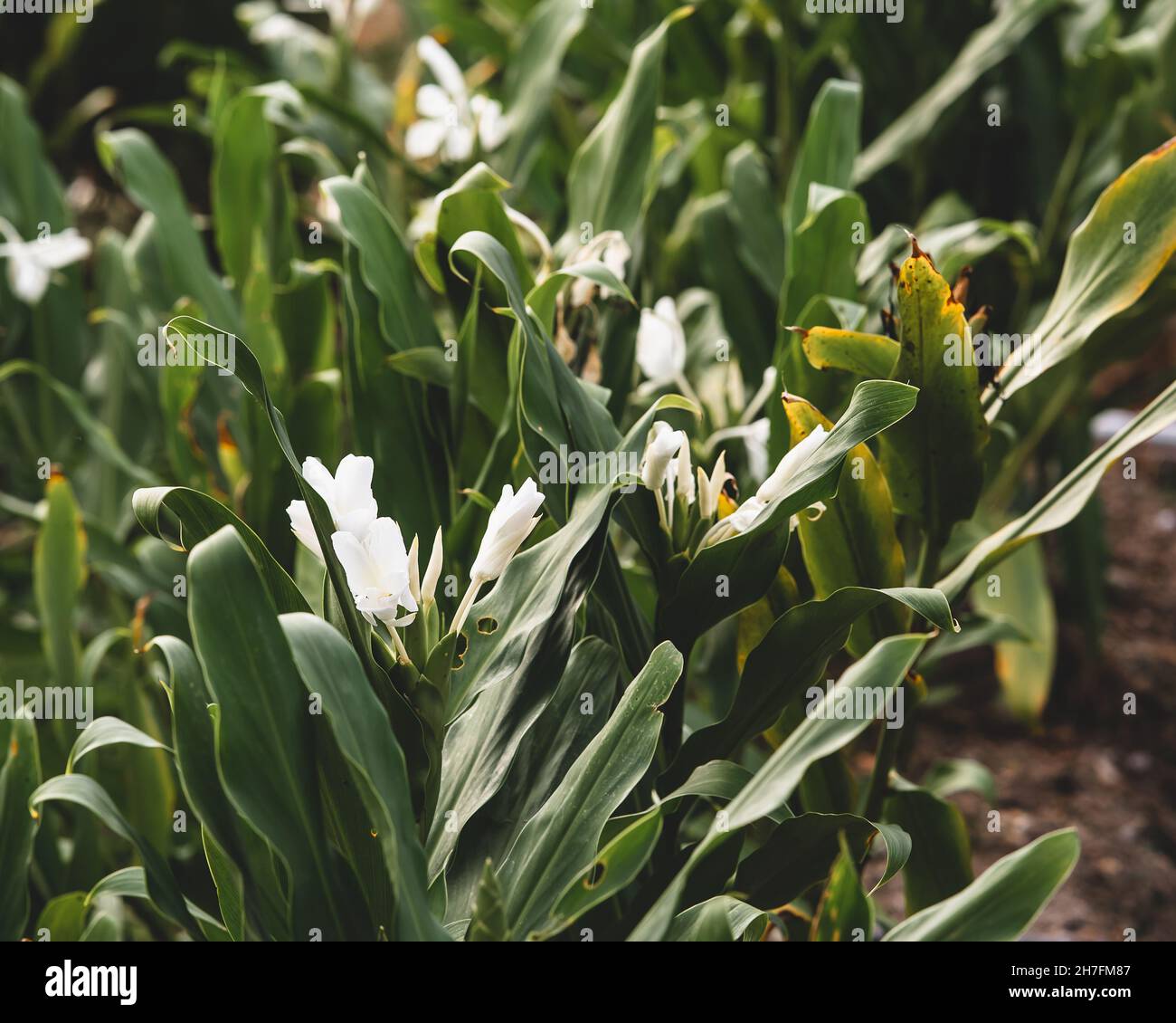 Carnegie hyacinth hi-res stock photography and images - Alamy