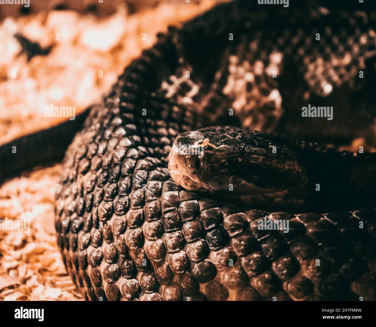 Common snake head hi-res stock photography and images - Alamy