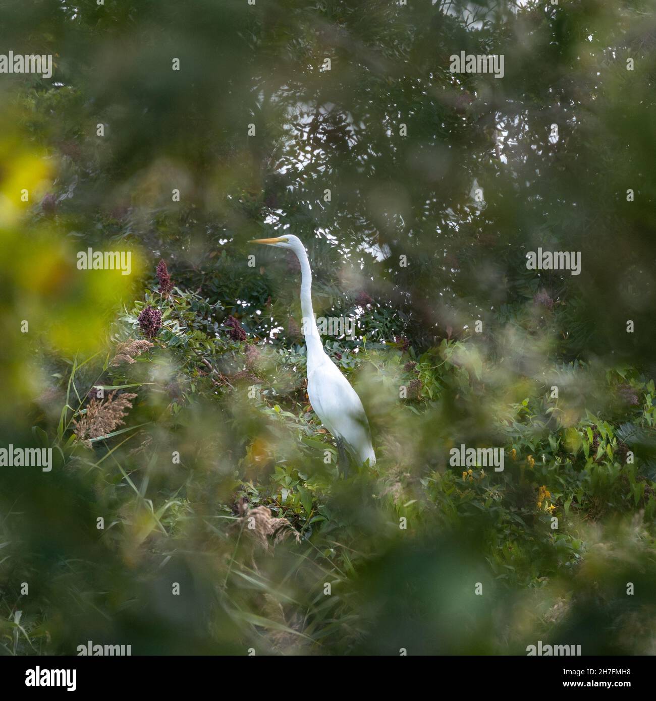 White bird in trees hi-res stock photography and images - Alamy