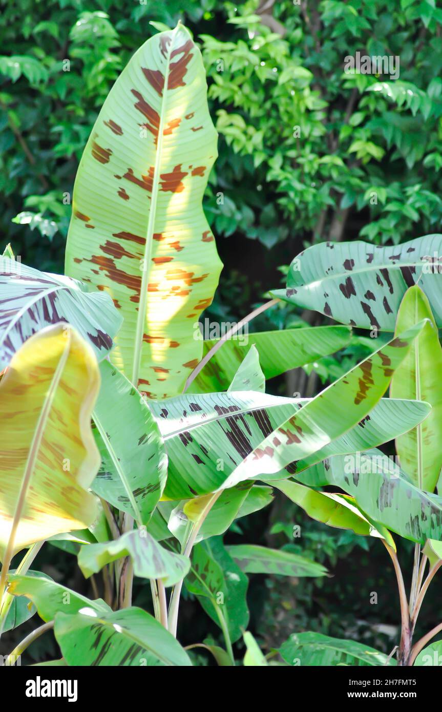 banana plant, blood banana or Musa acuminata or Musa balbisiana or ...