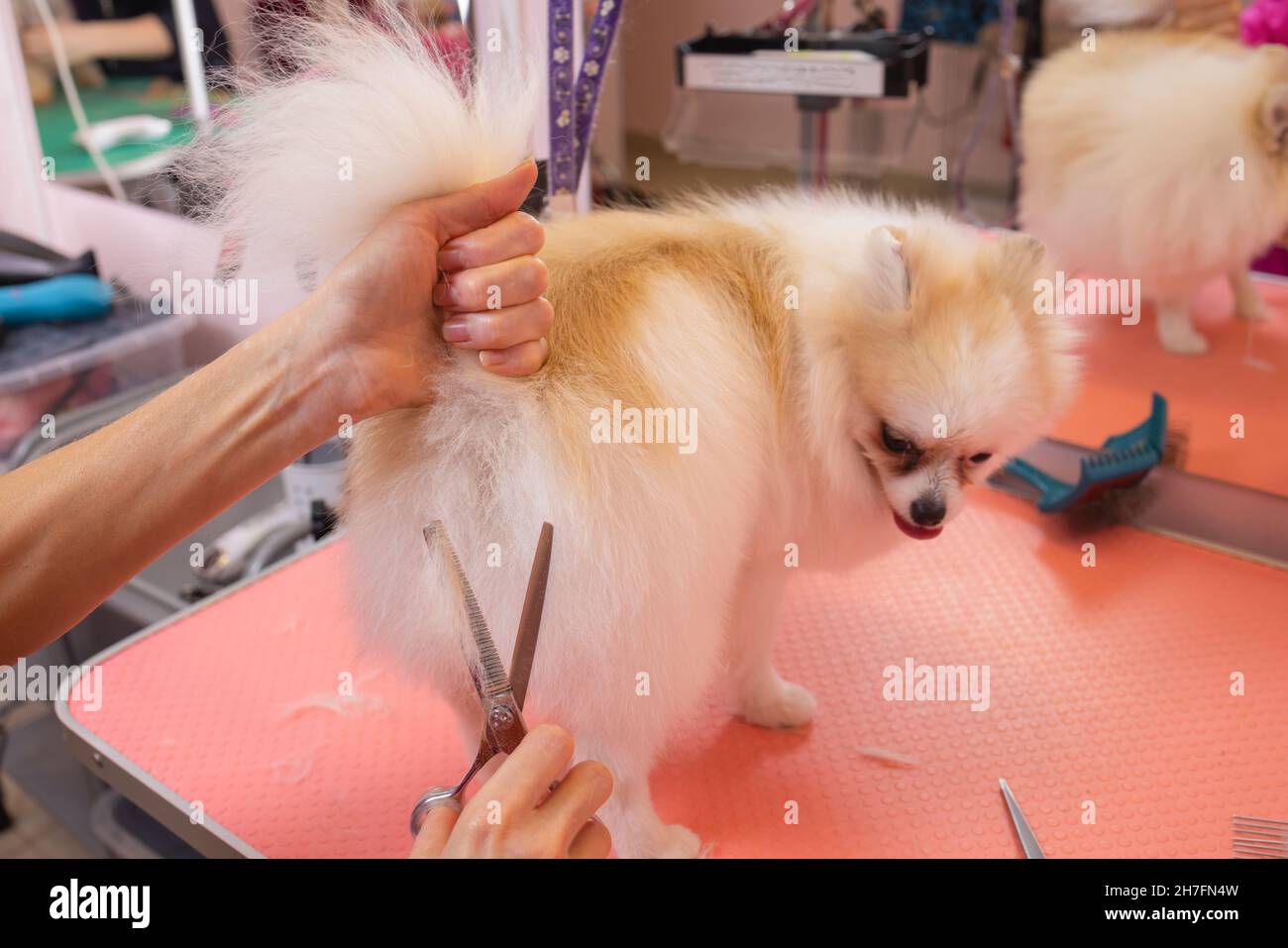grooming dogs Spitz Pomeranian in the cabin Stock Photo - Alamy