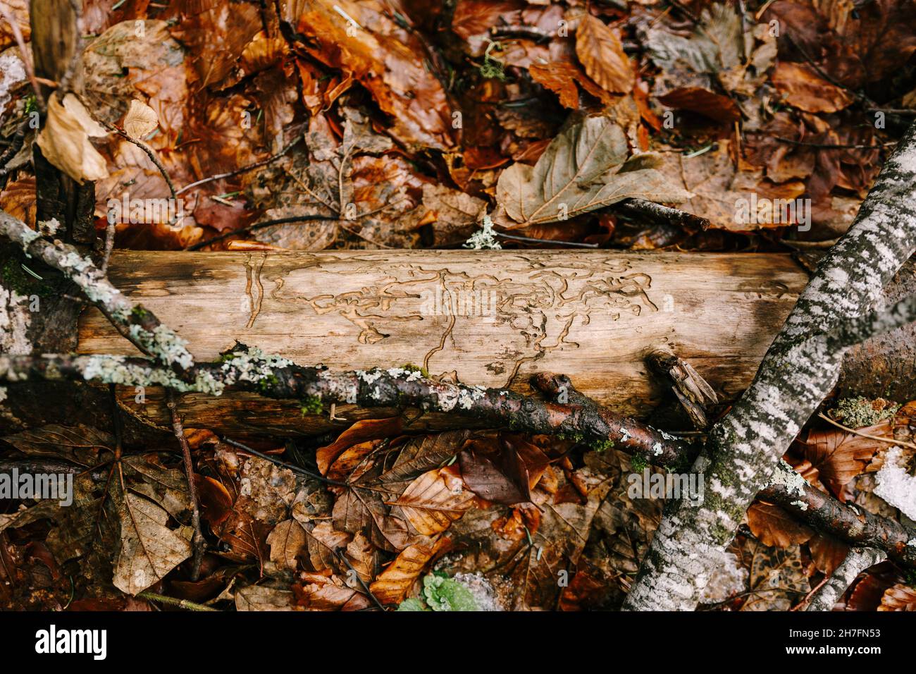 Tree trunk eaten by bark beetle in brown foliage. Biogradska Gora ...