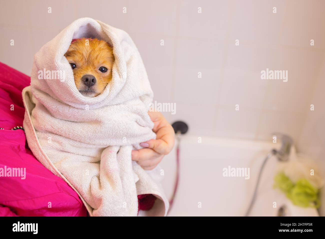 Bathing a dog in the bathroom under the shower. Grooming animals ...
