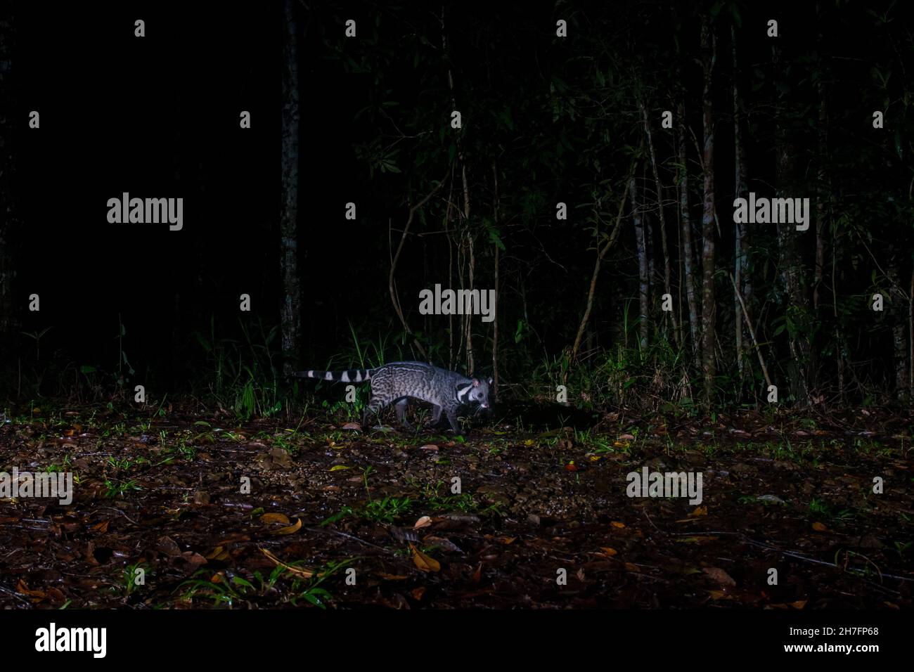 Large indian civet (Viverra zibetha) in the night at Kaengkracharn ...