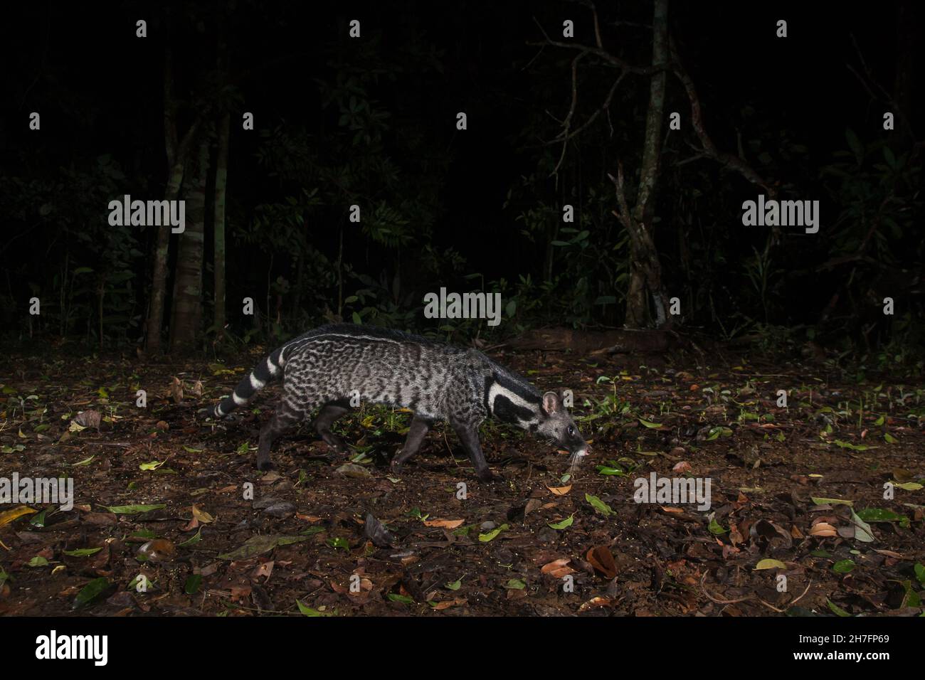 Large indian civet (Viverra zibetha) in the night at Kaengkracharn ...