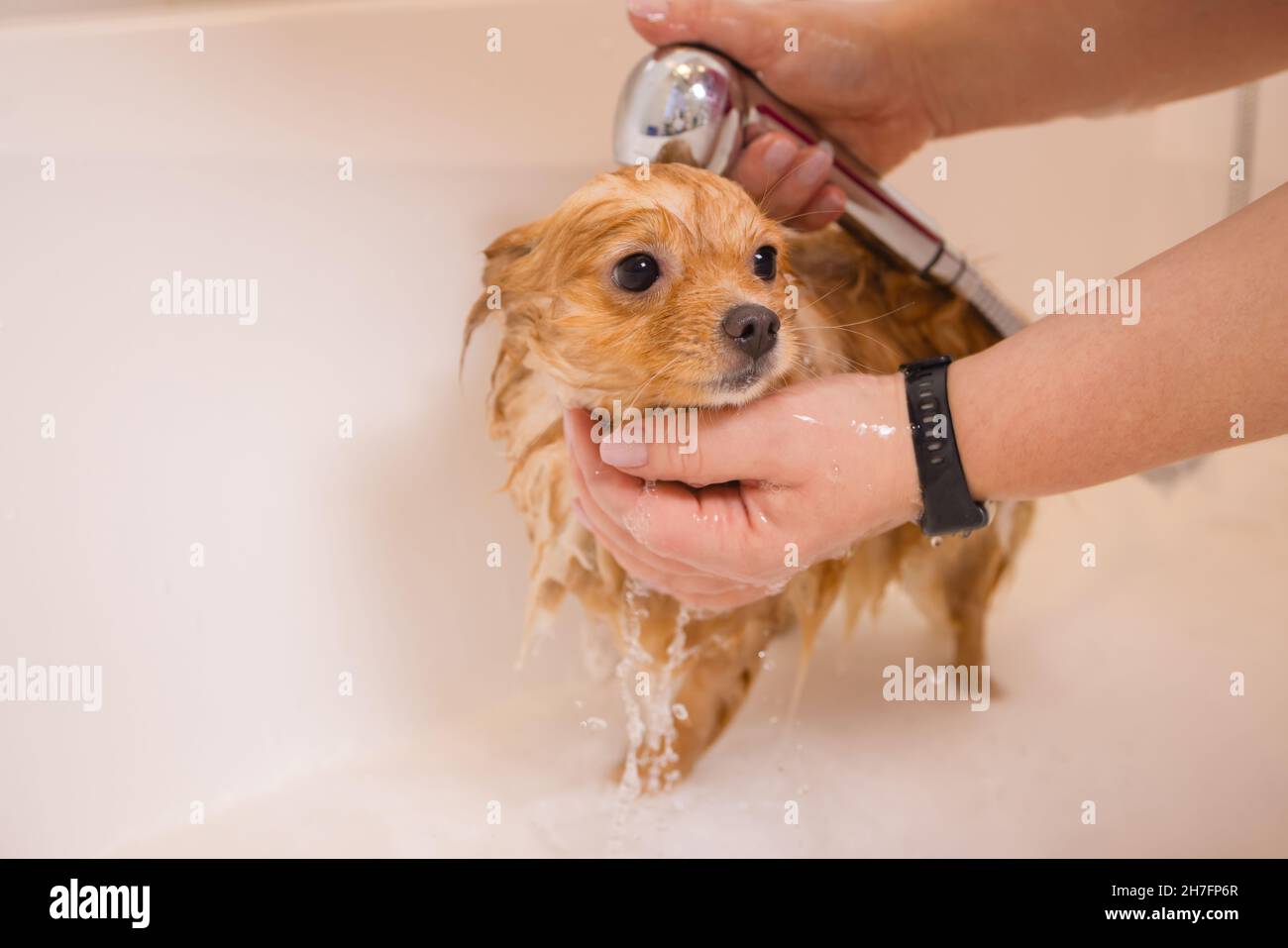 Bathing a dog in the bathroom under the shower. Grooming animals ...