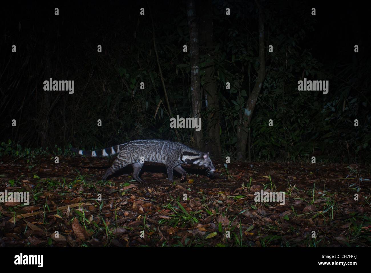 Large indian civet (Viverra zibetha) in the night at Kaengkracharn ...