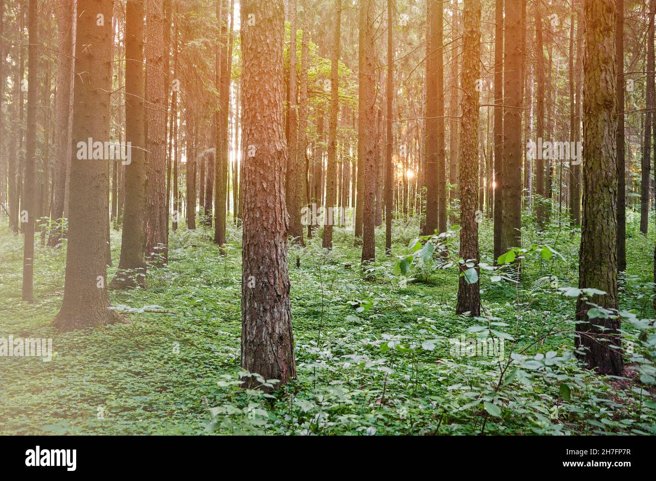 Forest trees in morning sun light background. Bright eco landscape ...