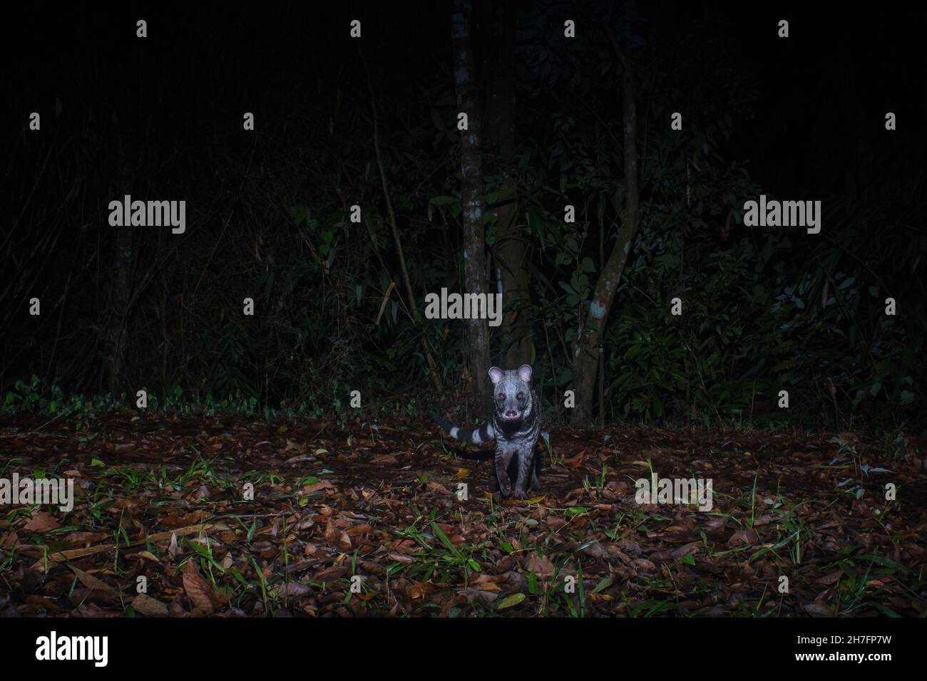 Large indian civet (Viverra zibetha) in the night at Kaengkracharn ...