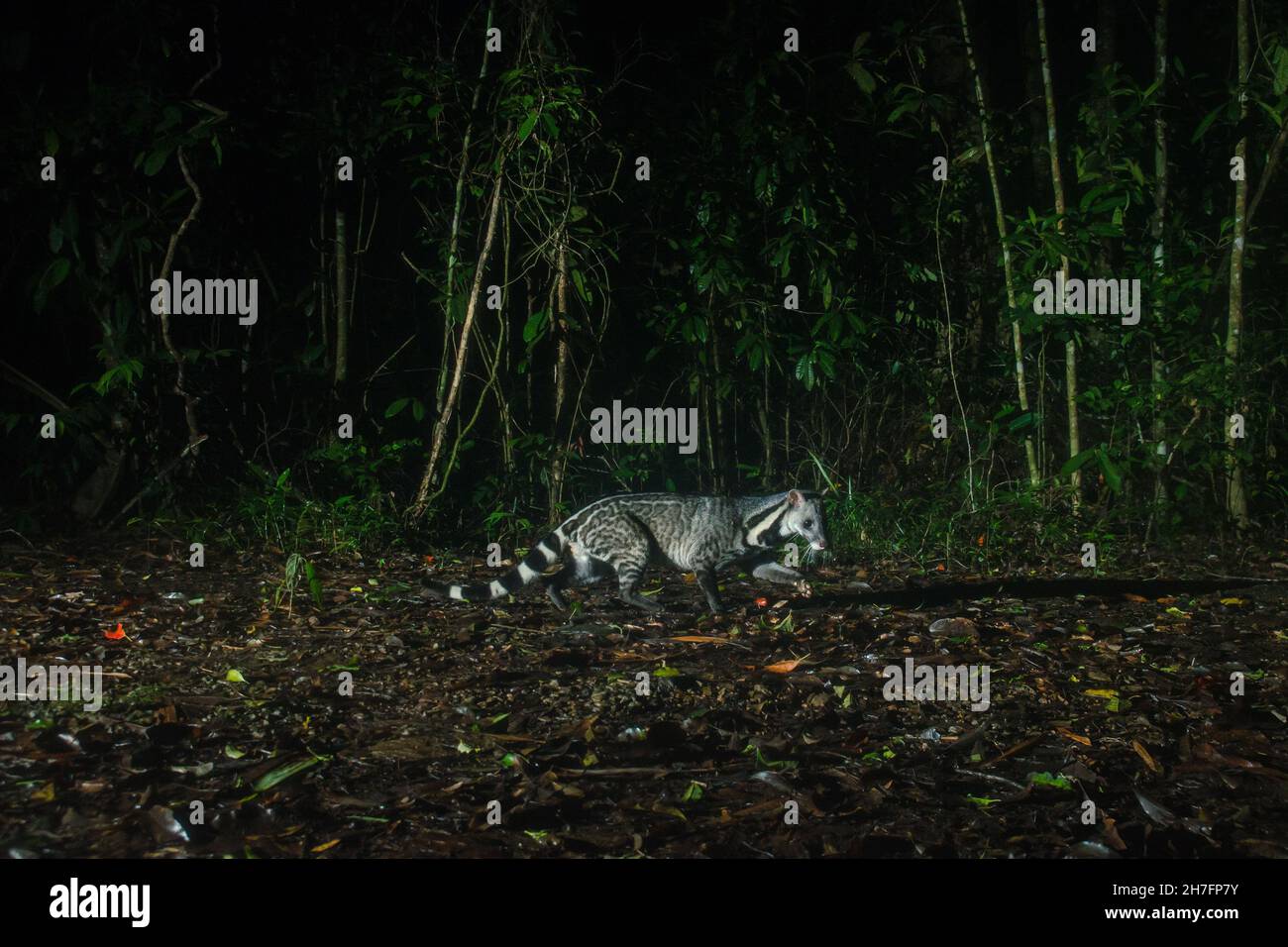 Large indian civet (Viverra zibetha) in the night at Kaengkracharn ...