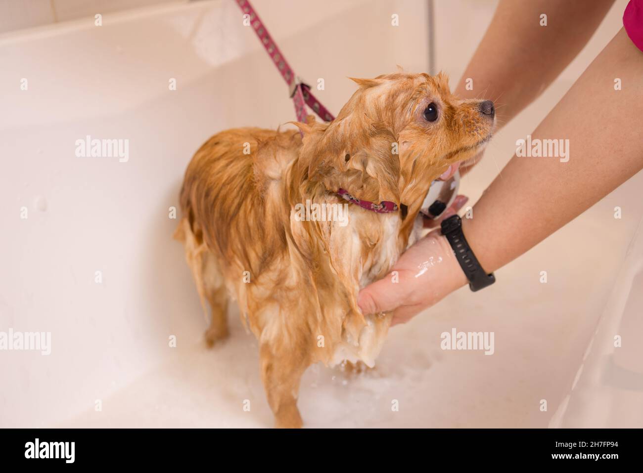 Bathing a dog in the bathroom under the shower. Grooming animals ...