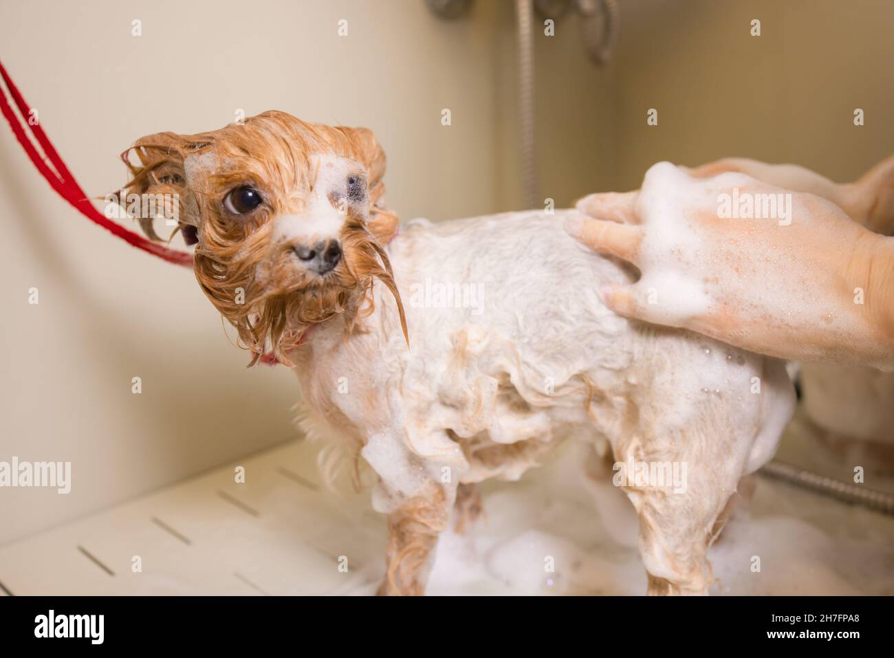 washing yorkshire terrier in front of haircut professional hairdresser ...