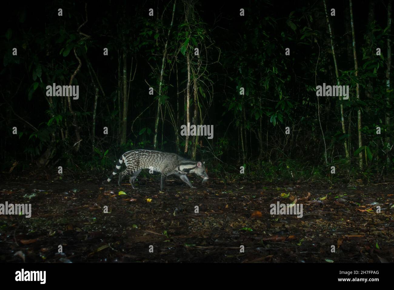 Large indian civet (Viverra zibetha) in the night at Kaengkracharn ...