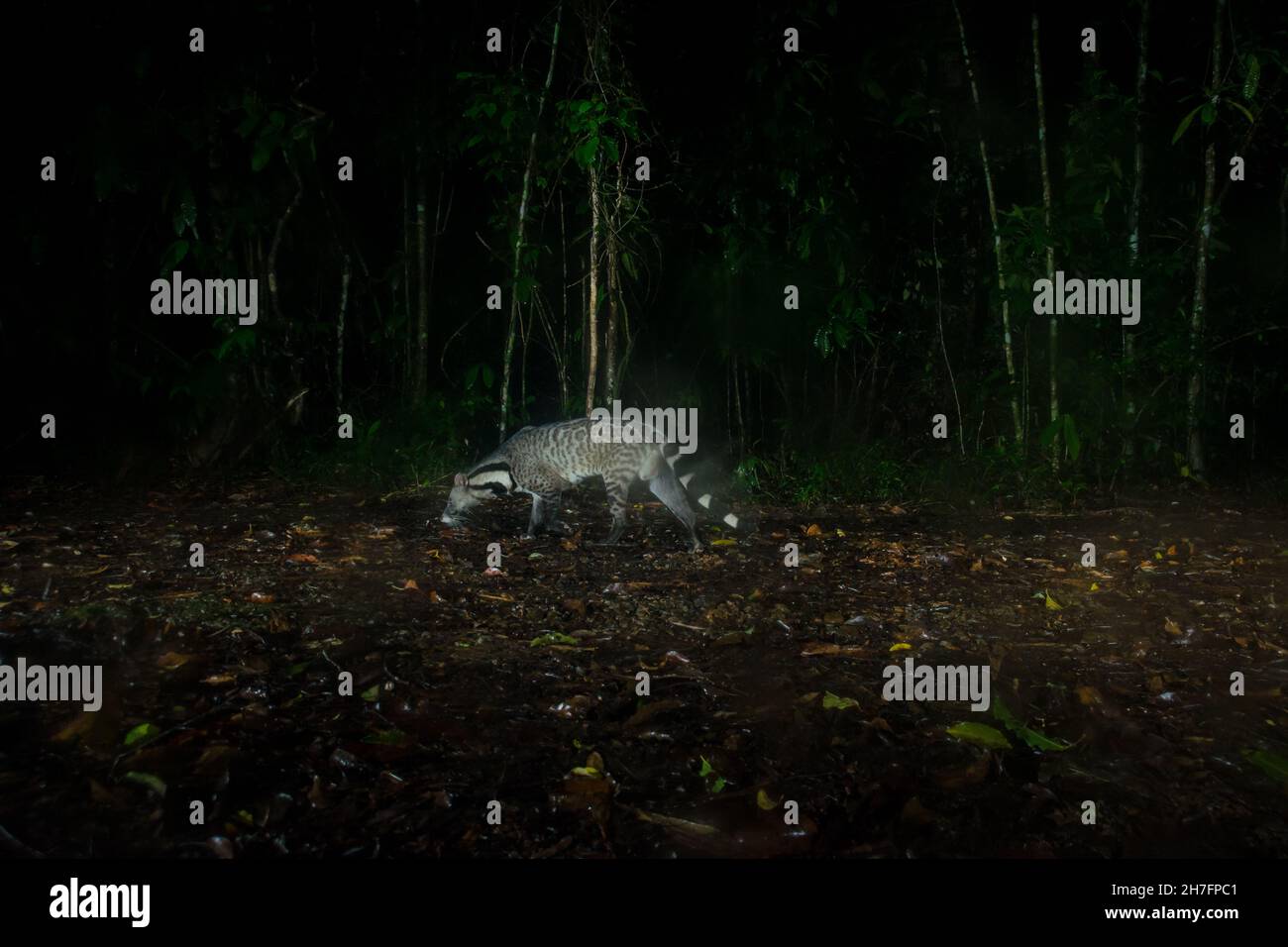 Large indian civet (Viverra zibetha) in the night at Kaengkracharn ...