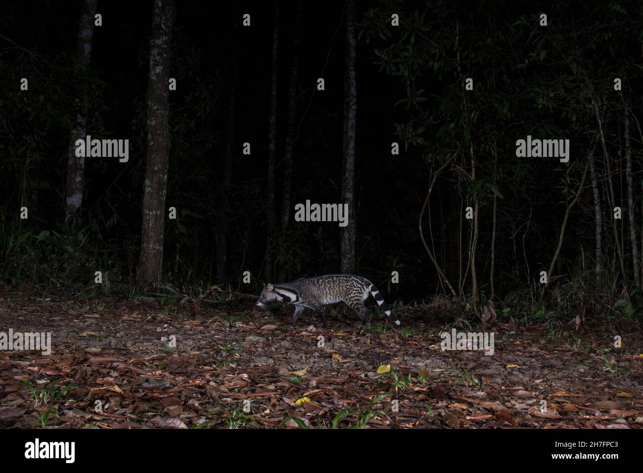 Large indian civet (Viverra zibetha) in the night at Kaengkracharn ...