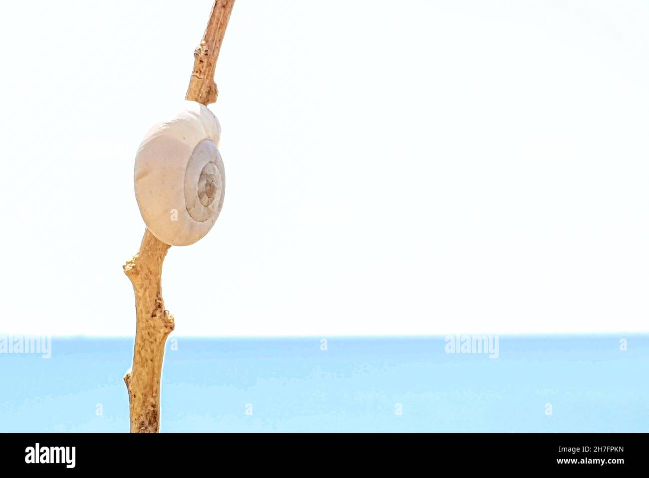 Wooden twig with a white snail shell on a beach Stock Photo - Alamy