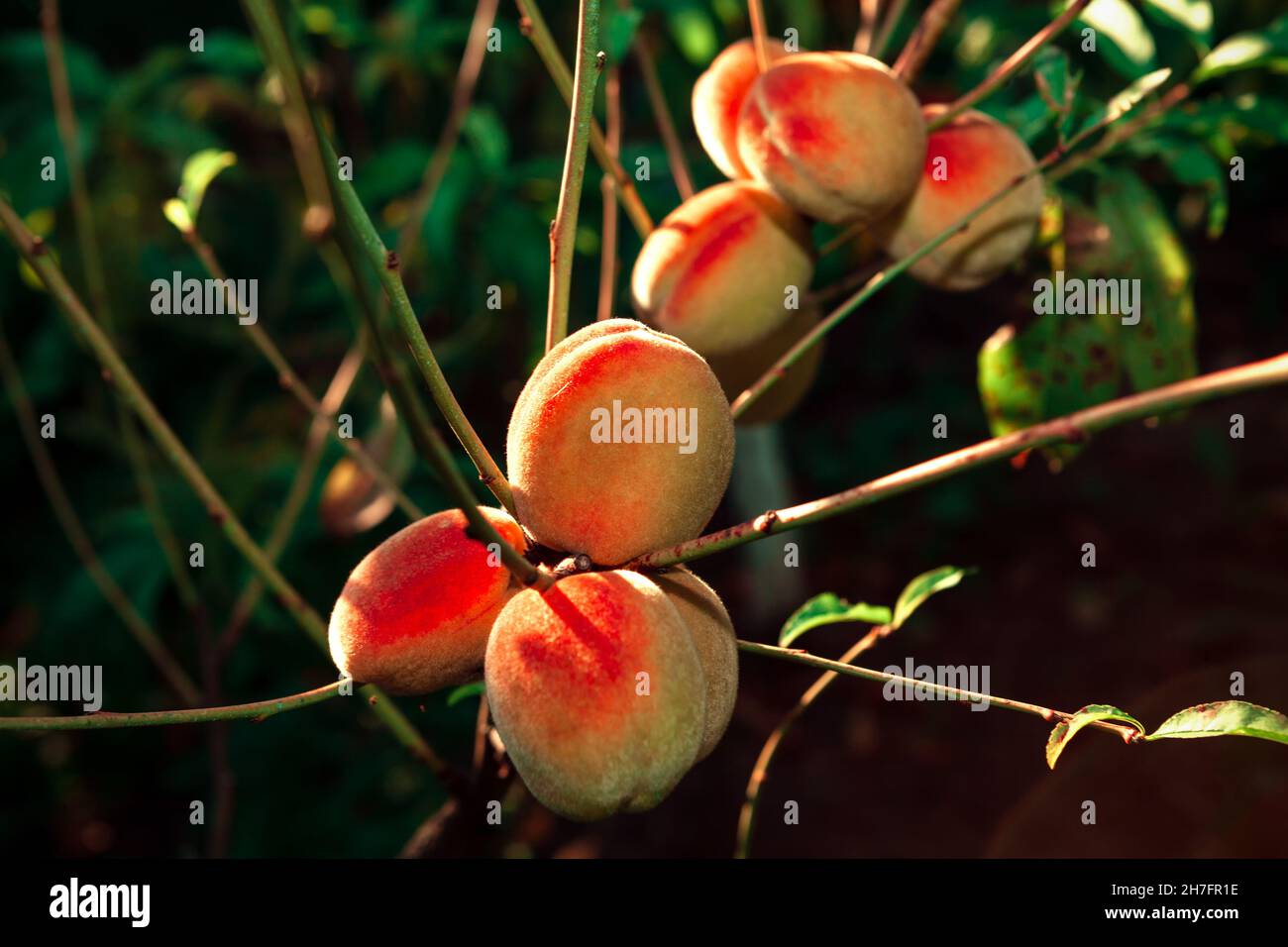 Wild peaches hi-res stock photography and images - Alamy