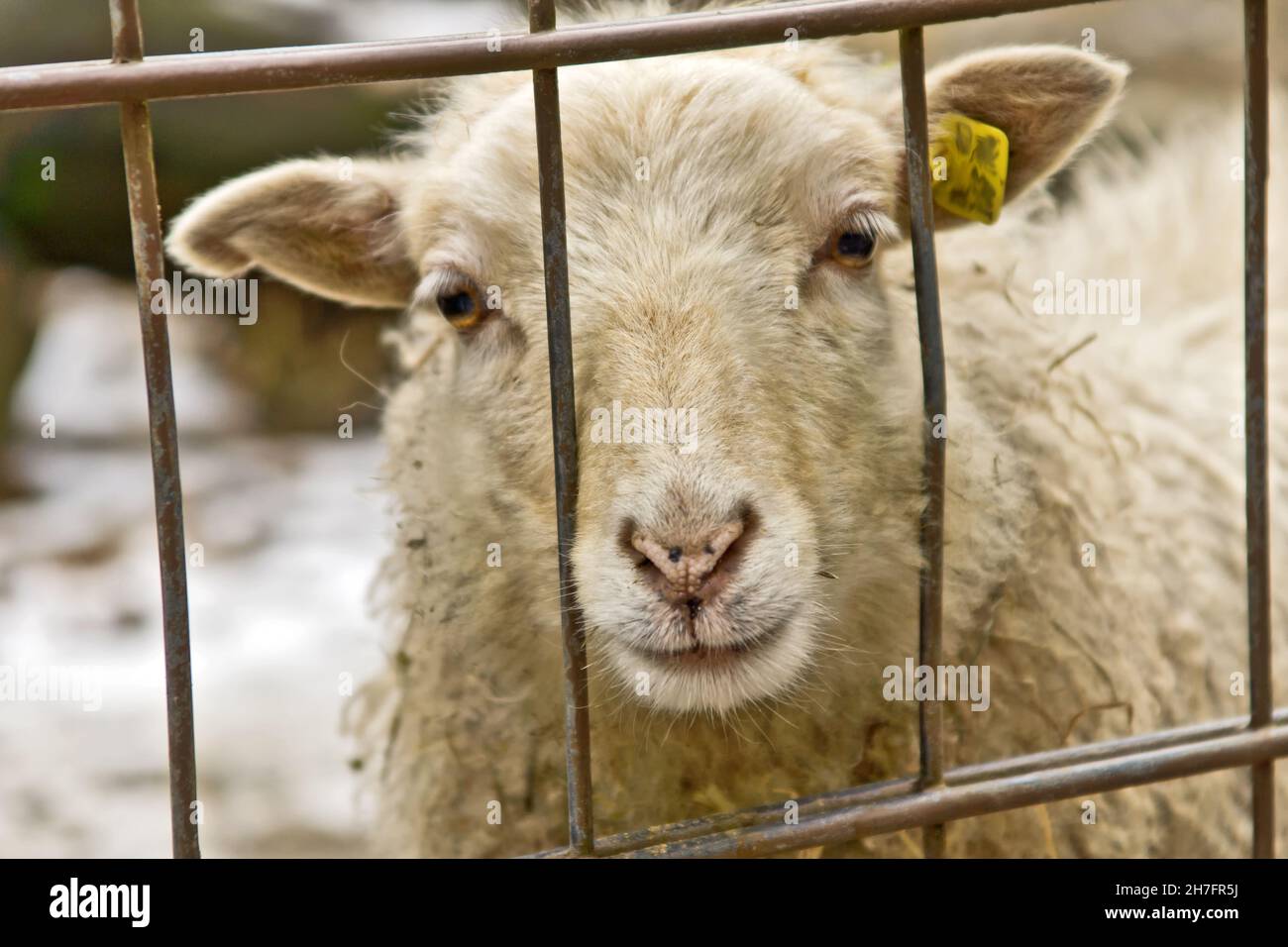 Sheep behind a garden fence in an outdoor area Stock Photo - Alamy