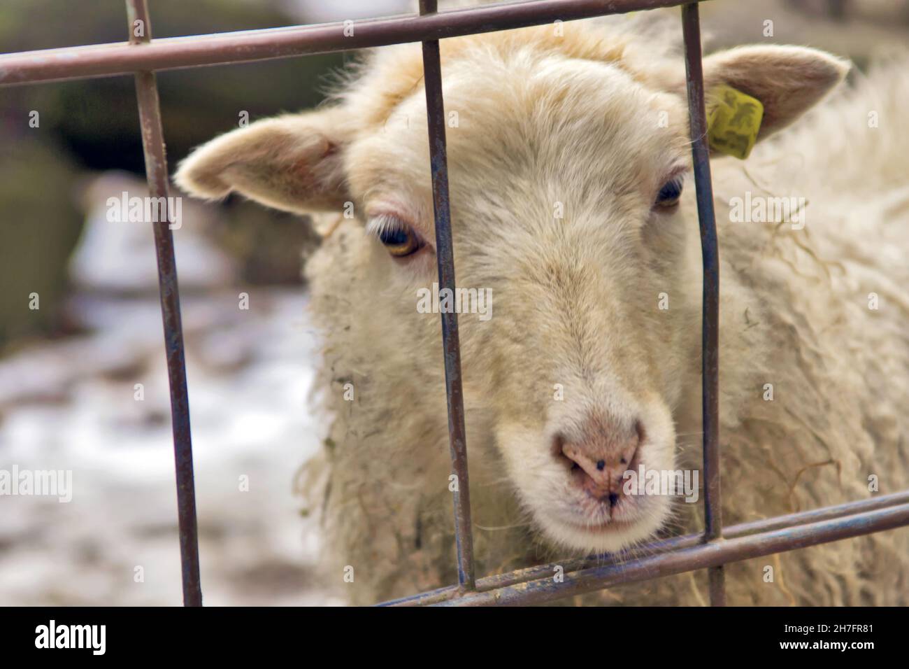 Sheep behind a garden fence in an outdoor area Stock Photo - Alamy