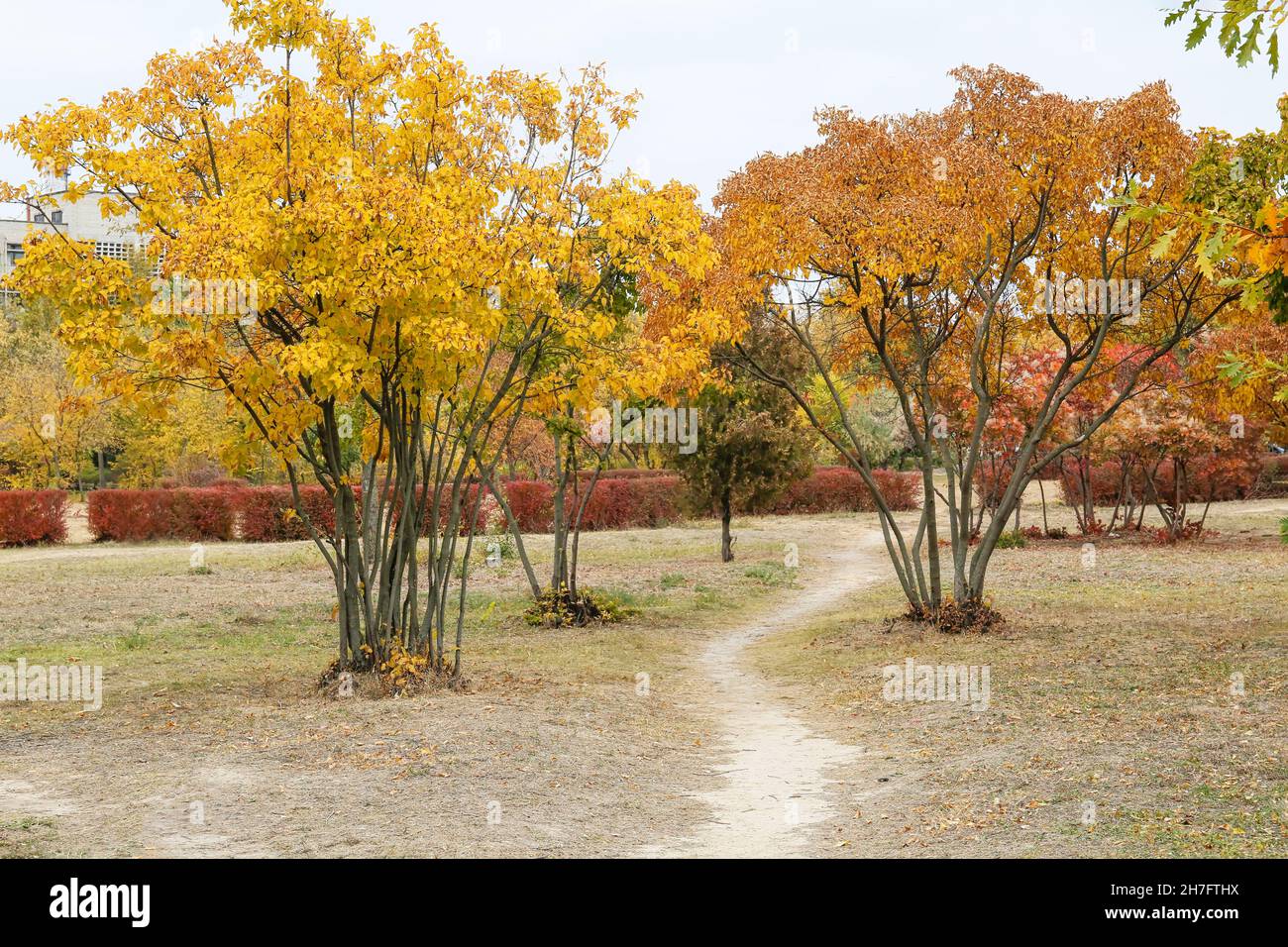 Different autumn trees in city park Stock Photo - Alamy