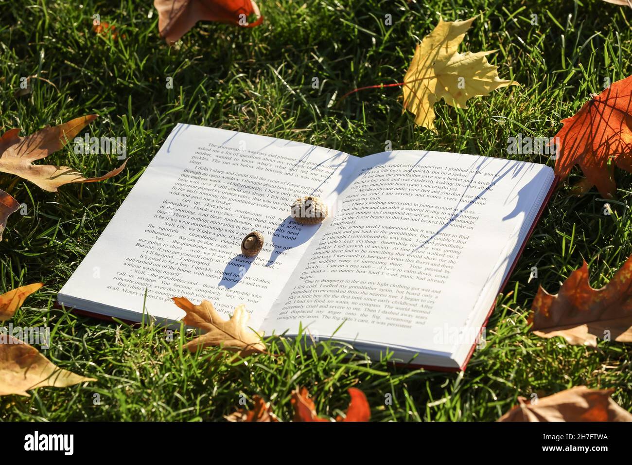 Fallen Acorns On Grass High Resolution Stock Photography and Images - Alamy