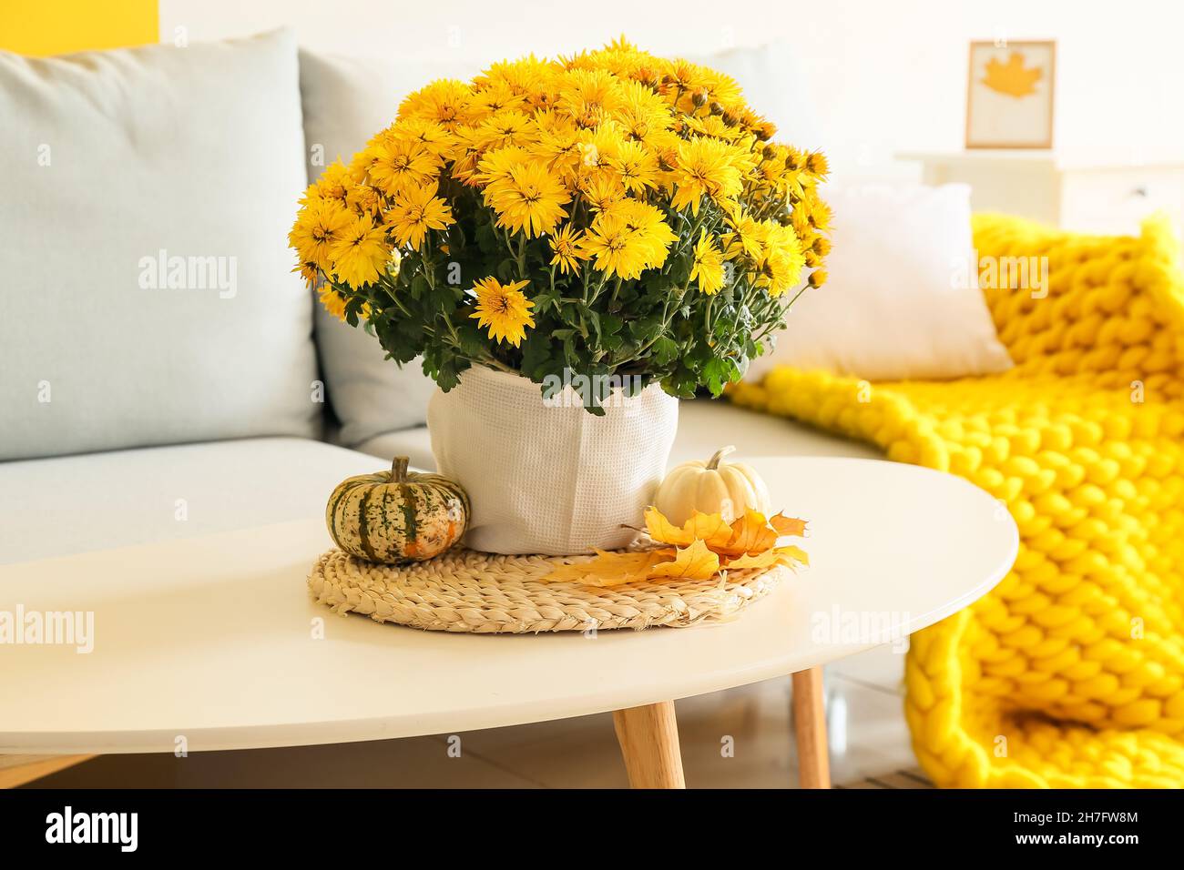 Pot with beautiful Chrysanthemum flowers on table in room Stock Photo ...