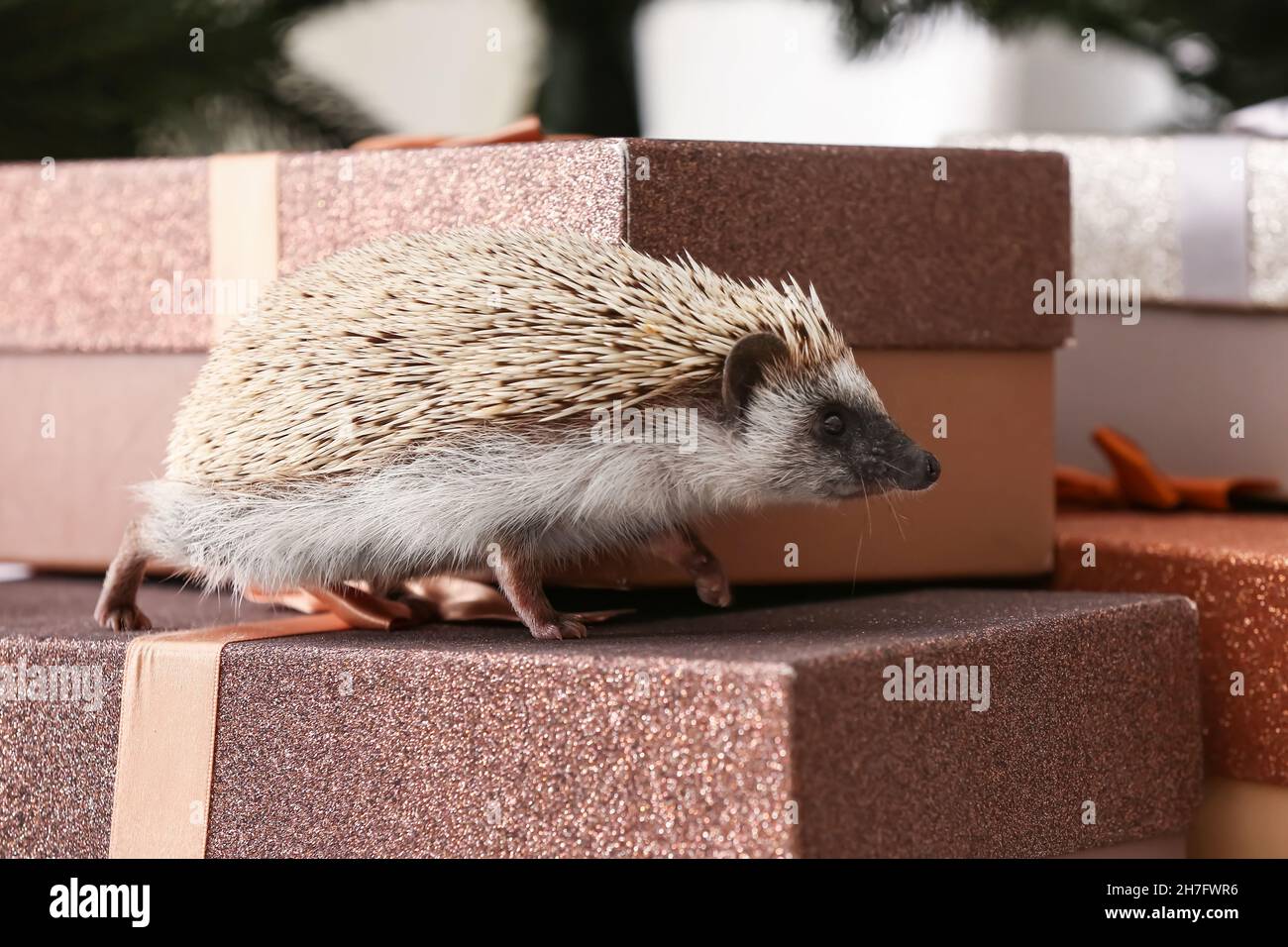 Cute hedgehog with Christmas gift boxes at home Stock Photo - Alamy