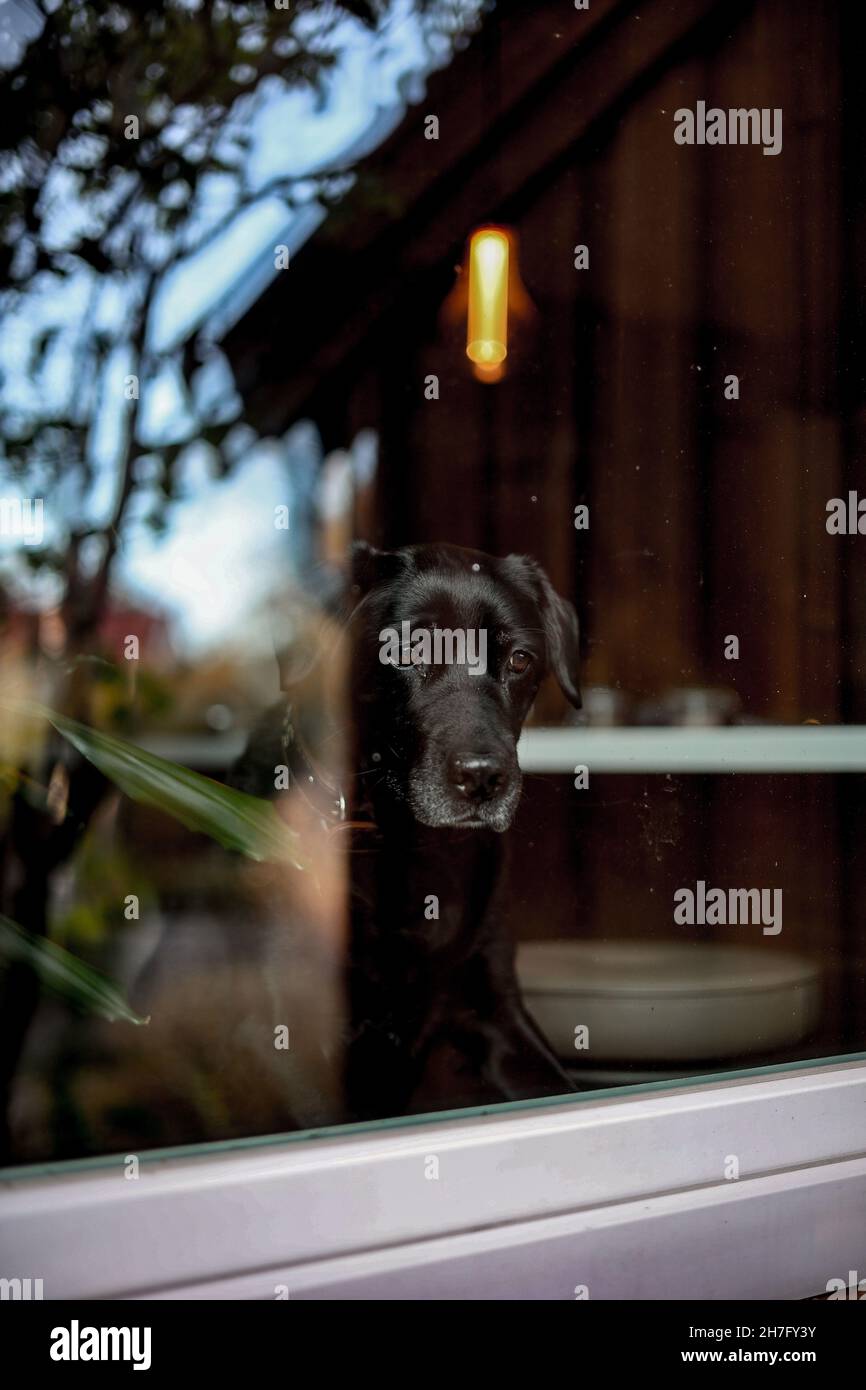 Vertical shot of a sad black dog looking out from the window Stock ...