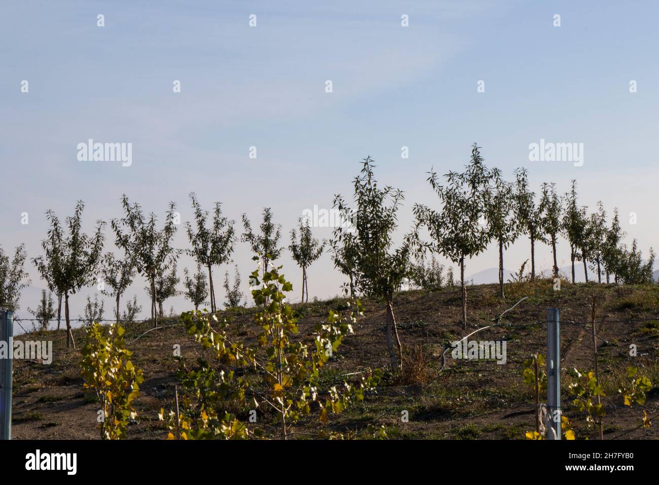 almond plantation view and landscape in Georgia Stock Photo - Alamy