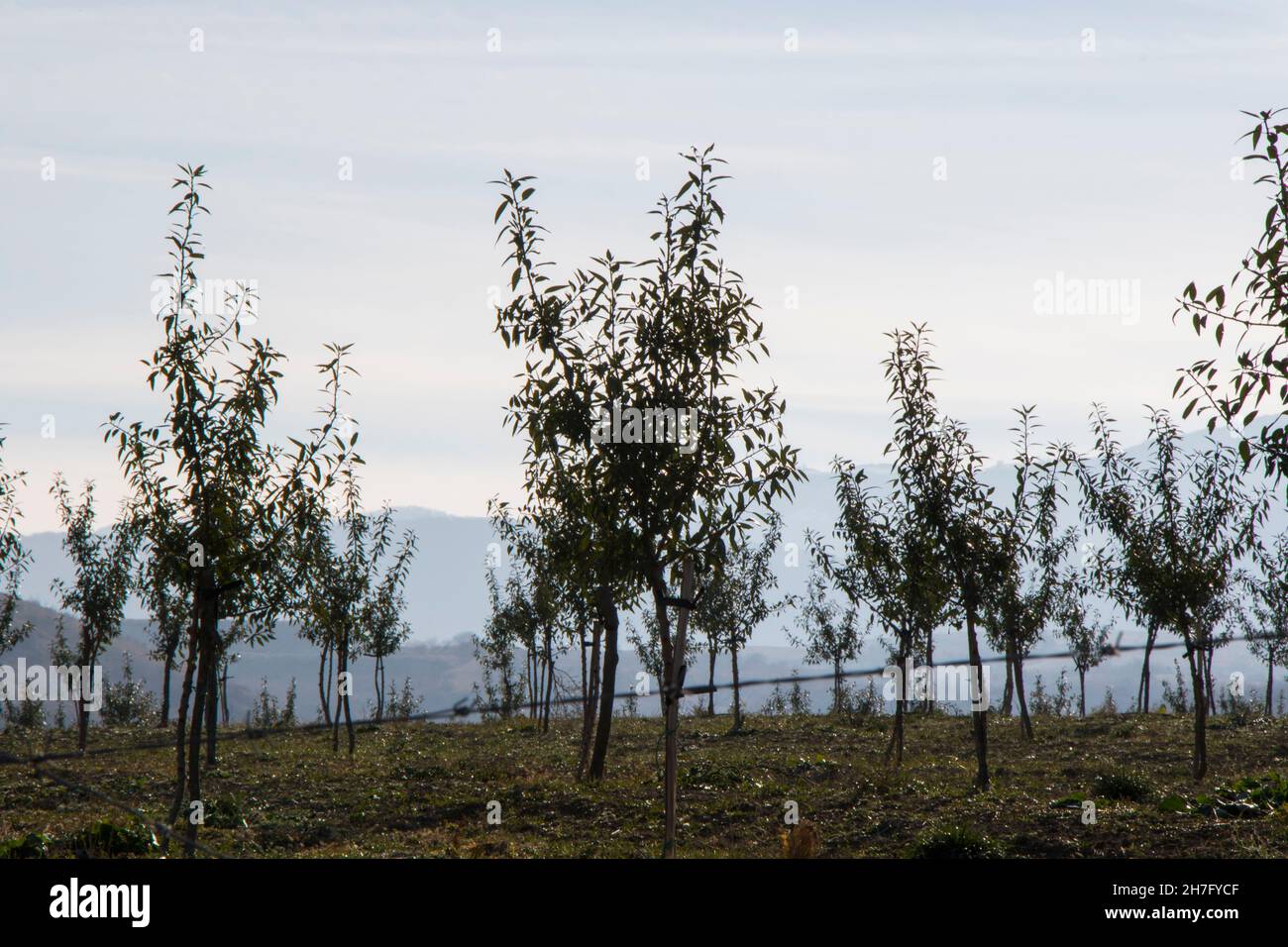 almond plantation view and landscape in Georgia Stock Photo - Alamy
