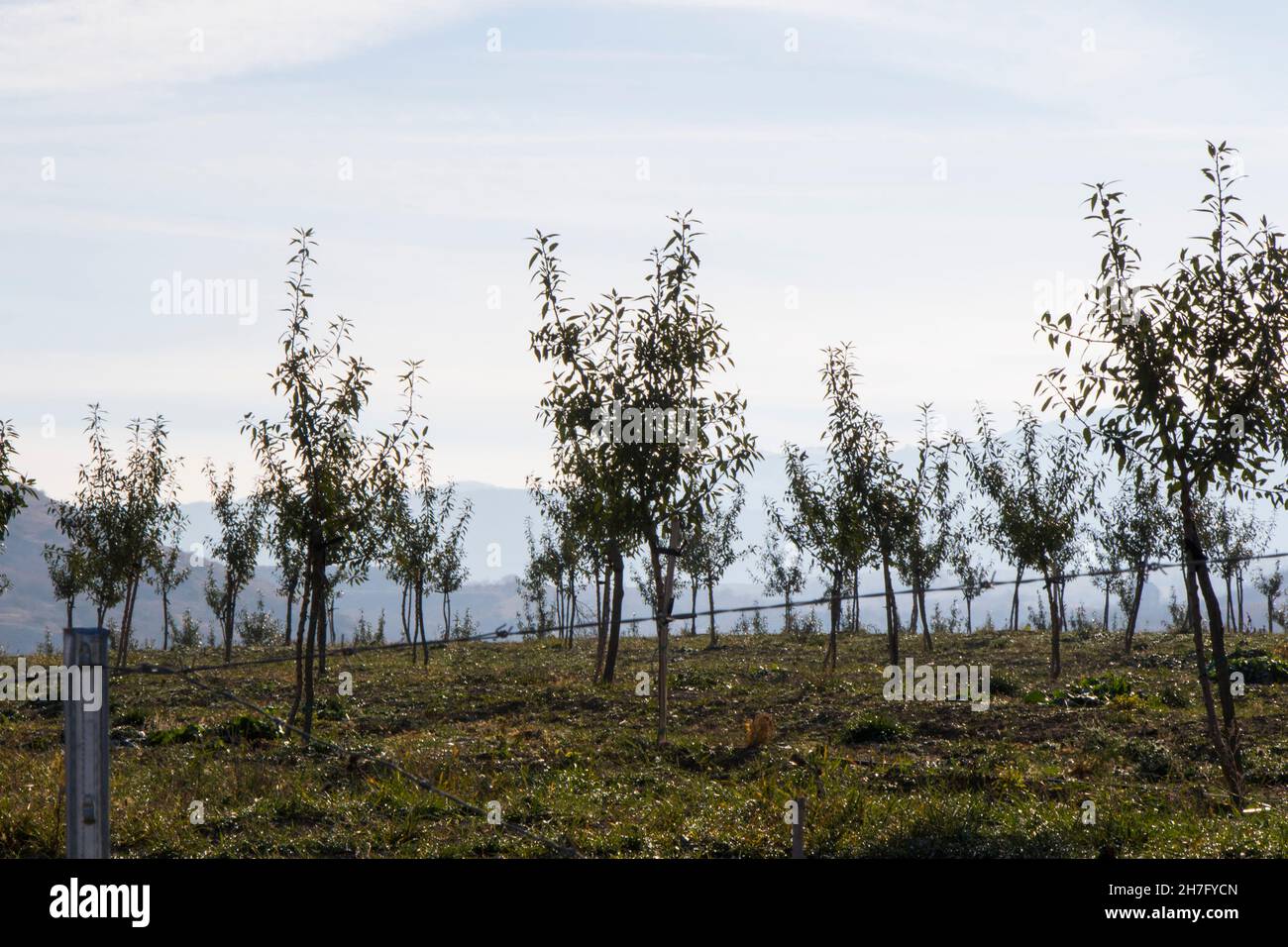 almond plantation view and landscape in Georgia Stock Photo - Alamy