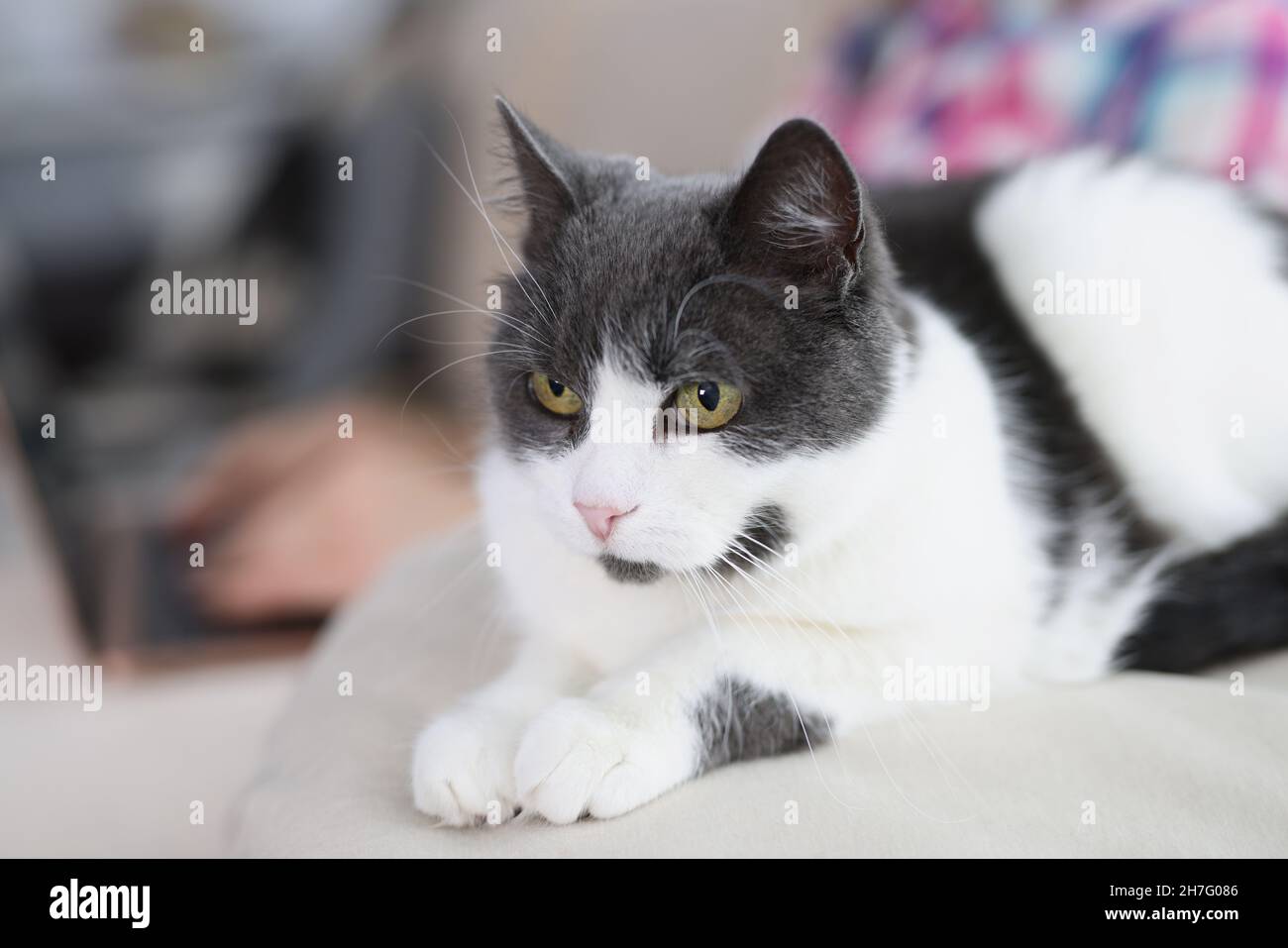 Calm fluffy white and grey domestic cat chilling on sofa Stock Photo ...