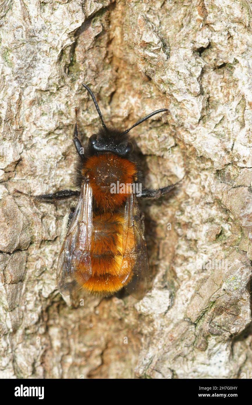 Vertical closeup on a fluffy red female Tawny mining bee, Andrena fulva ...