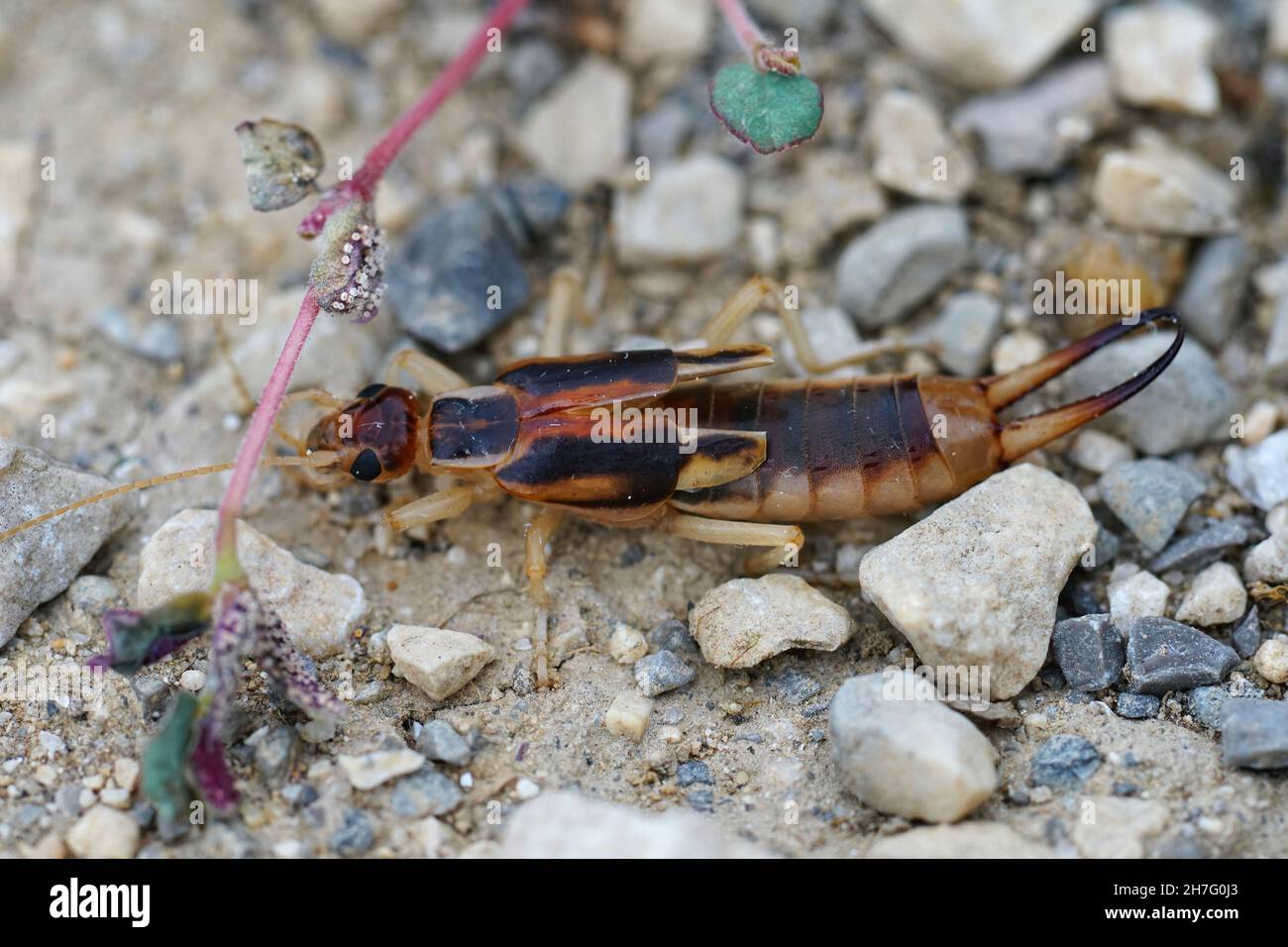 Closeup on the Shore earwig, Labidura riparia , one of the largest ...