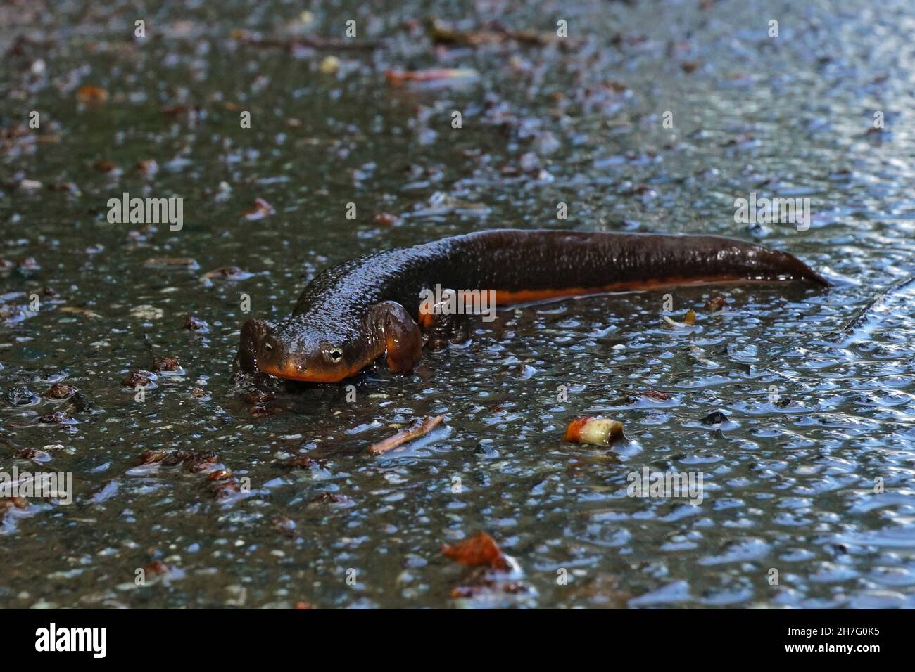 Closeup on a adult male roughskinned newt, Taricha granulosa crossing ...