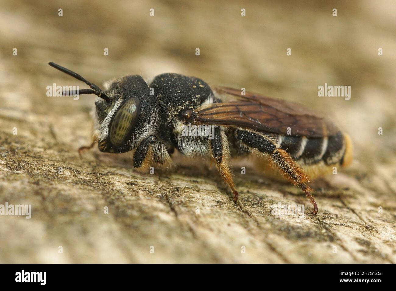 A closeup of a female Mediterranean wood-boring bee, Lithurgus ...