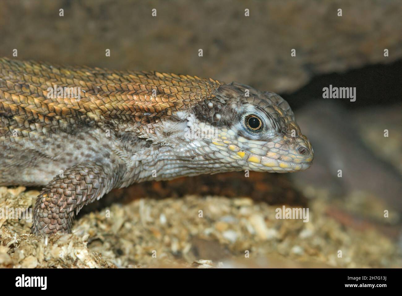 Closeup on a Red-sided curly tailed lizard, Leiocephalus schreibersi ...