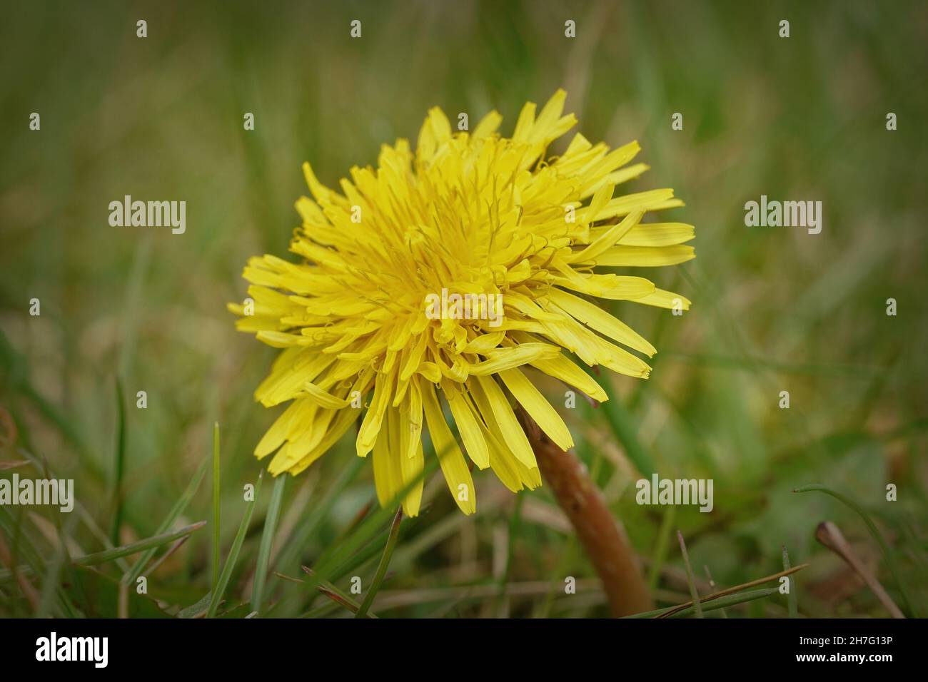 Closeup on the yellow flower of a common dandelion, Taraxacum ...