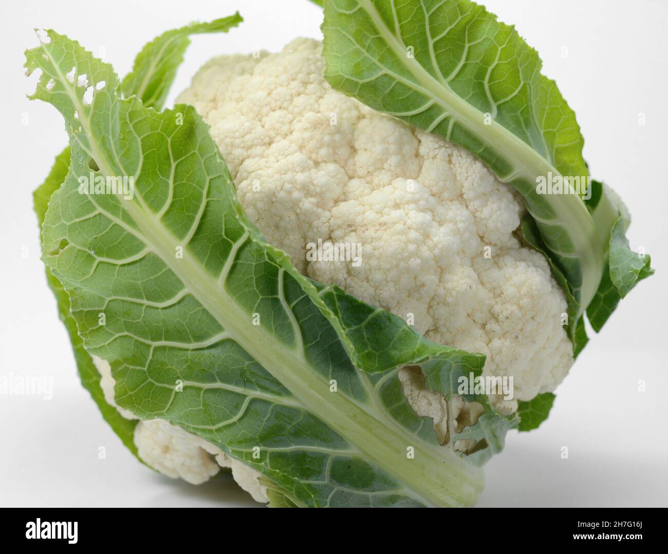 Fresh cauliflower cabbage with leaves isolated on white background ...