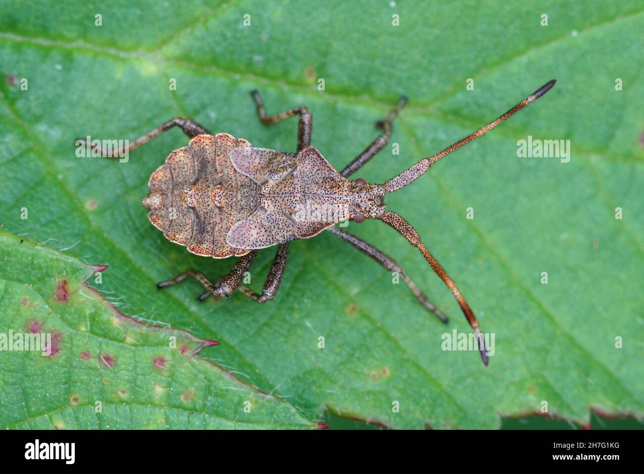 Dock Bug Nymph High Resolution Stock Photography and Images - Alamy
