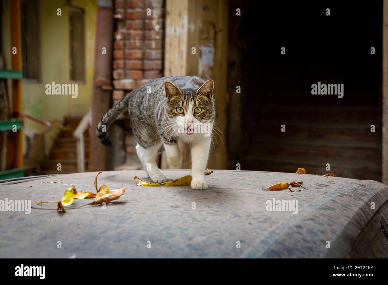 Abandoned homeless white cat hi-res stock photography and images - Alamy