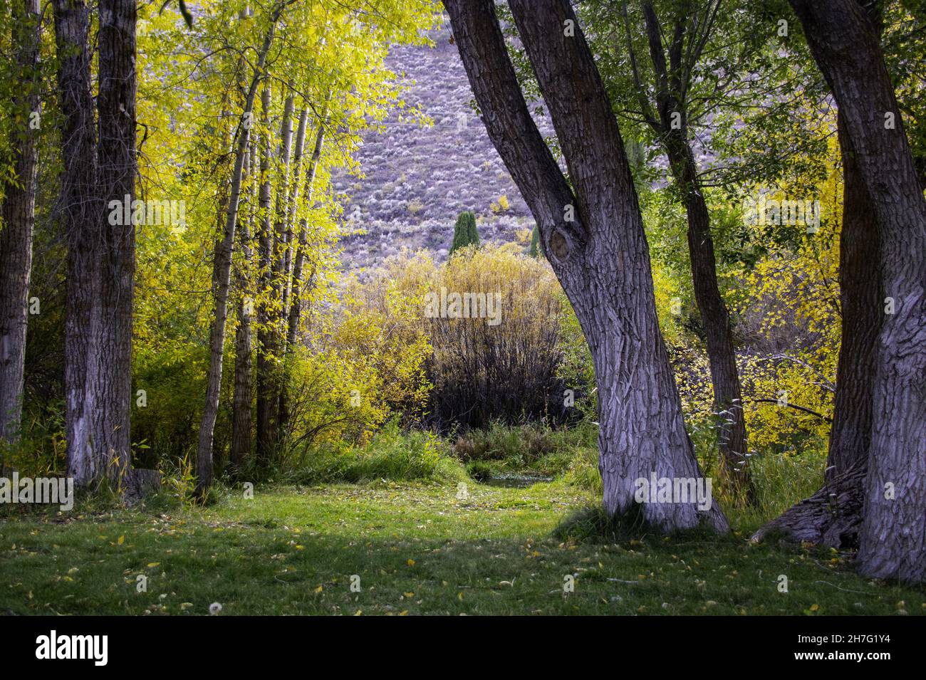 Natural view of tall and thick trees in a forest Stock Photo - Alamy
