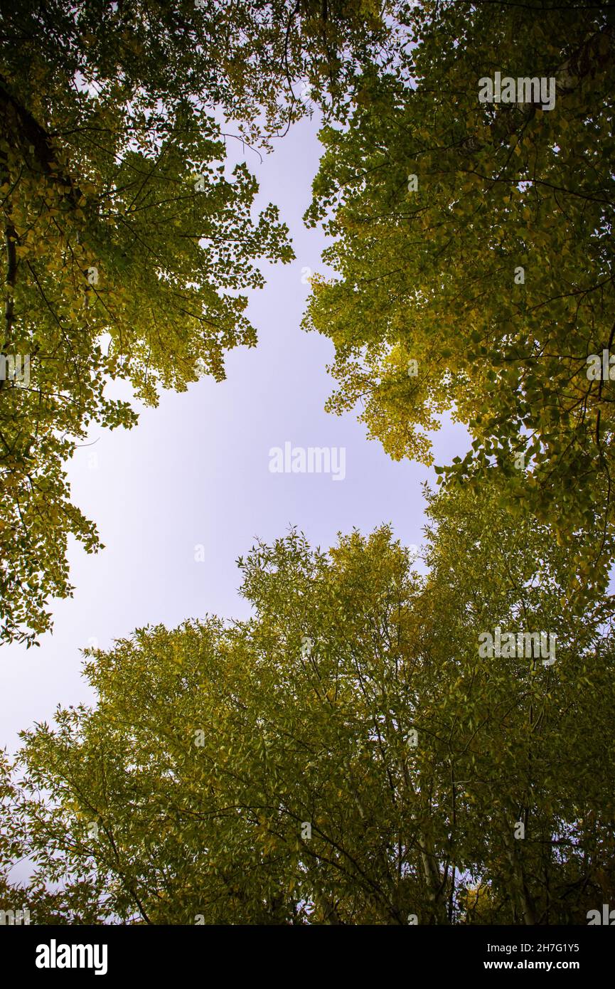 Thick branch branches hi-res stock photography and images - Alamy